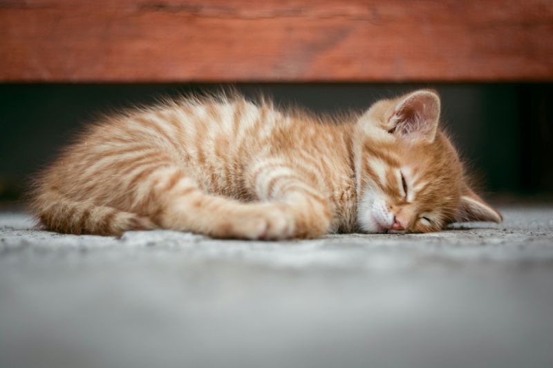 10 Things Your Cat Dreams About And Almost Never Gets