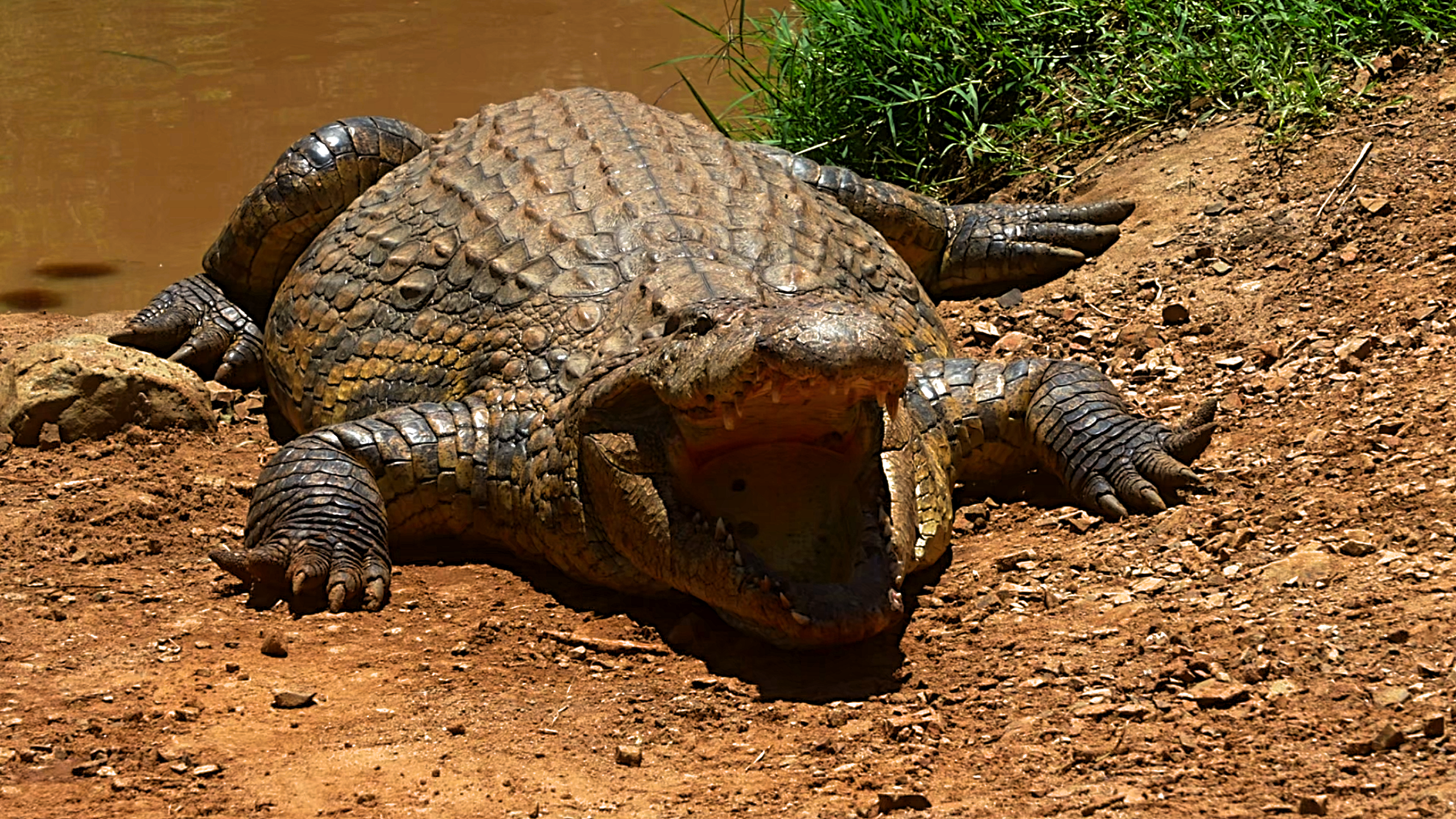 A Crocodile Is Caught on Camera While Opening Its Mouth
