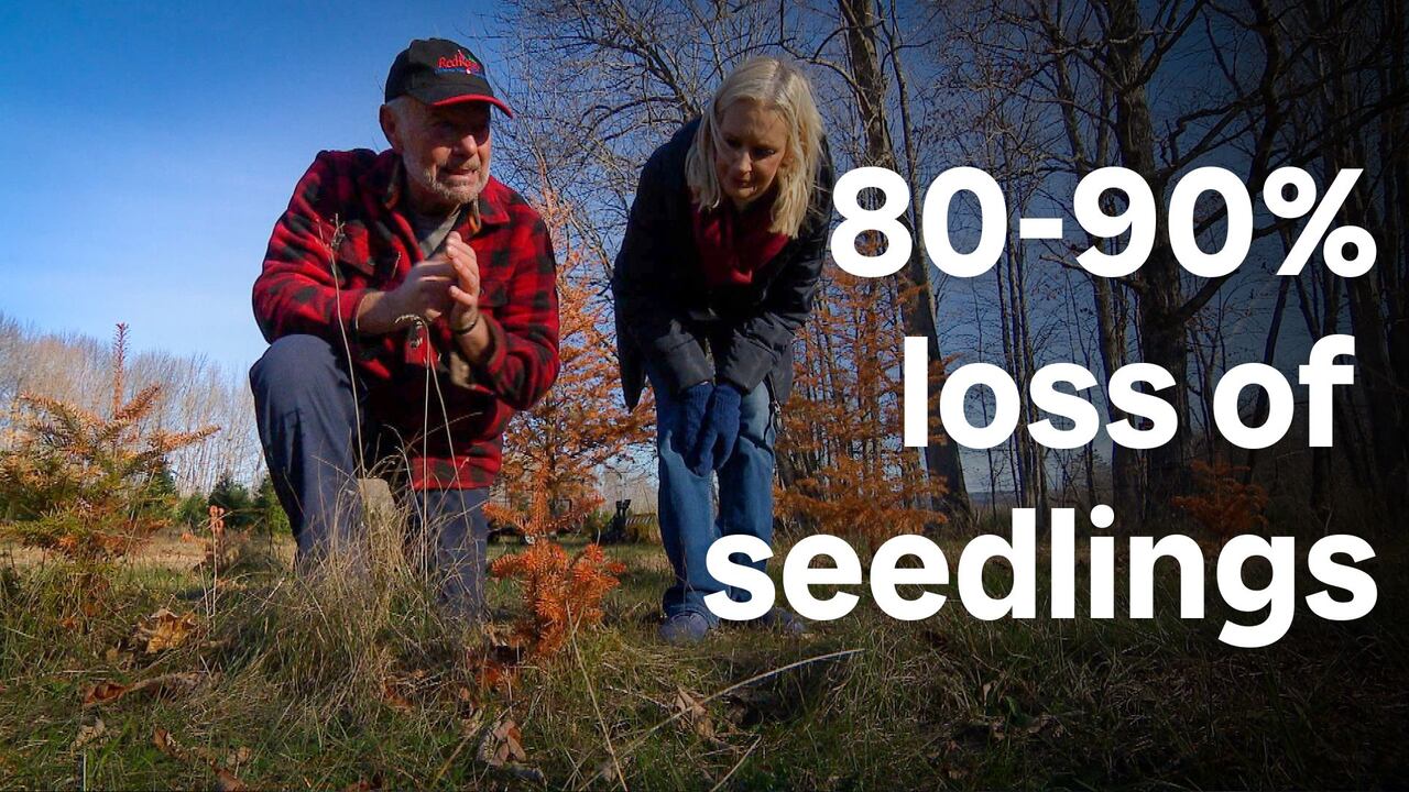 N.B. Christmas tree farmer loses seedlings to drought
