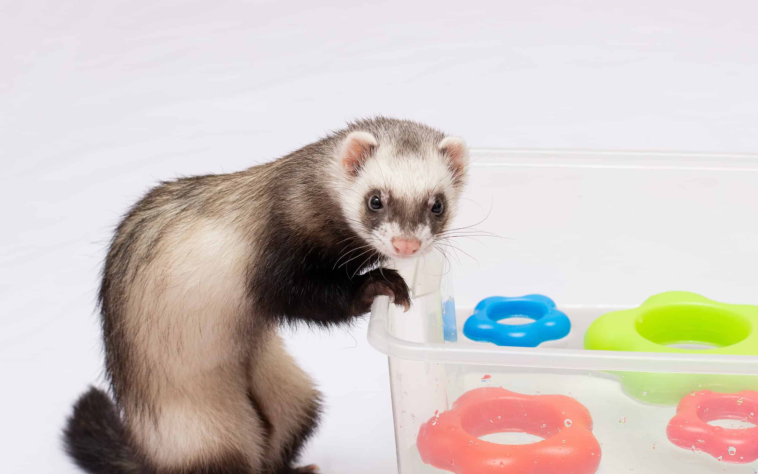 Are Ferrets Good Pets for Kids? Experts Weigh In