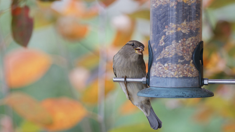 10 Simple Hacks To Get Birds To Flock To Your Yard