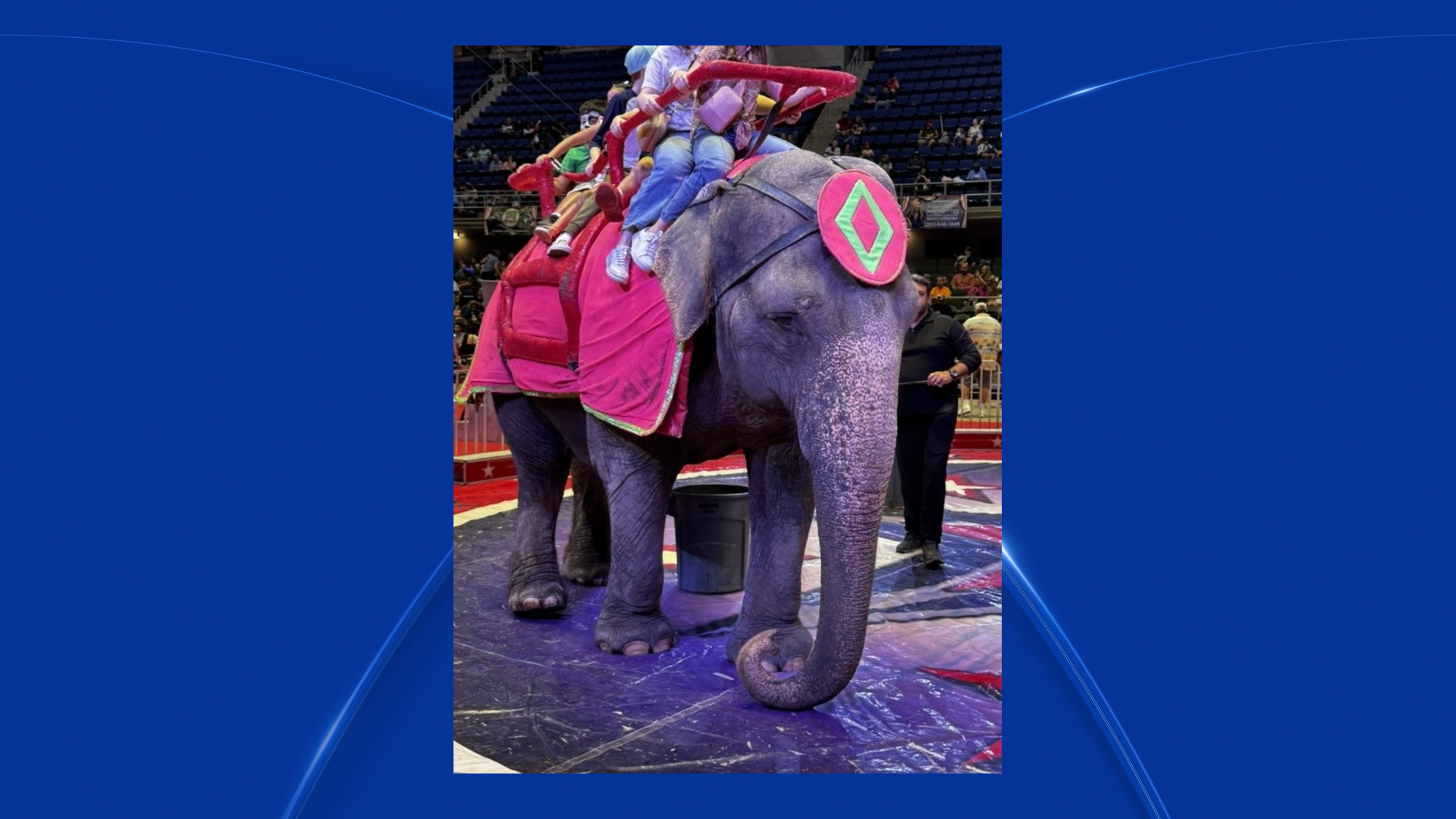 PETA protestará en El Paso para exigir el retiro de Betty elefanta ...