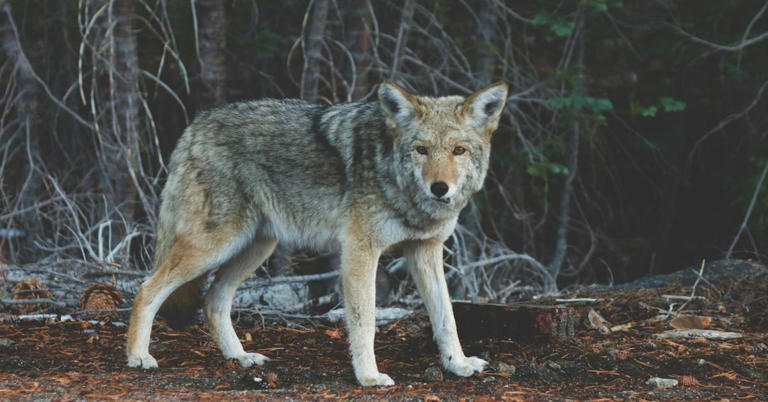 Wolf Reintroduction Programs Helped Yellowstone Packs Flourish