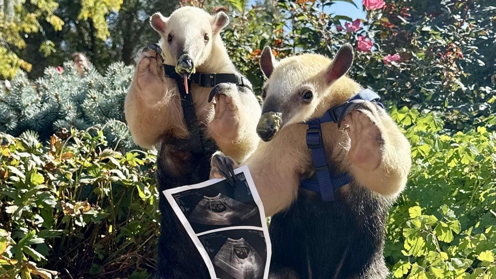 A tamandua at the Denver Zoo is pregnant for the first time in over a ...