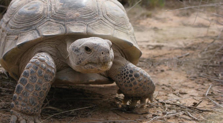 Colossal Foundation Commits $500,000 to Restore the Bolson Tortoise to ...