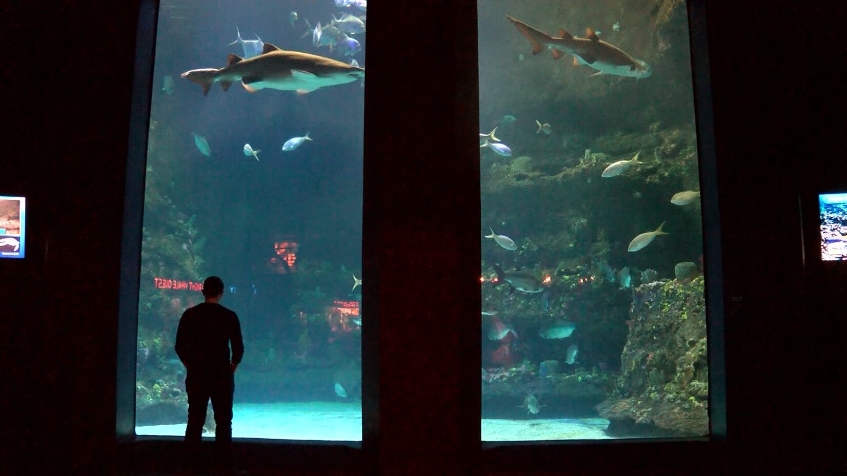 NC Aquarium at Fort Fisher closed for major renovation