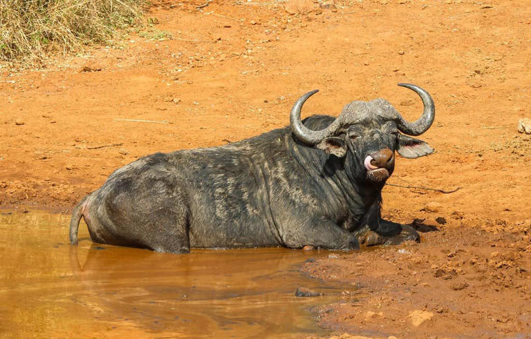Buffalo Pumps Its Own Water in Incredible Display of Intelligence