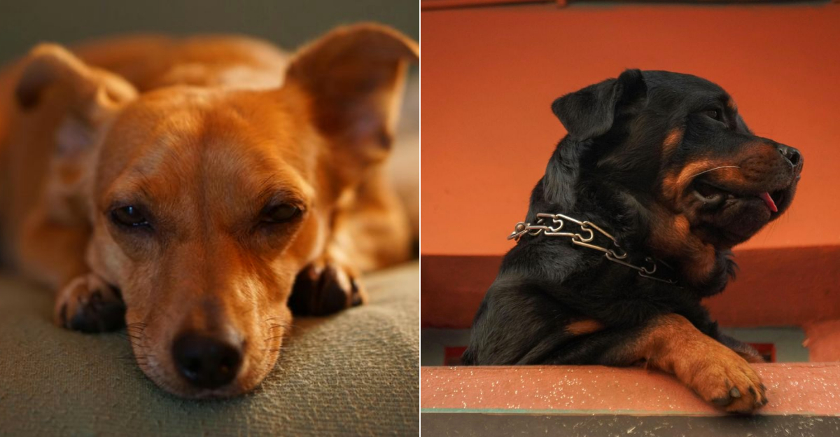 10 Dog Breeds With Serious Attitude Problems