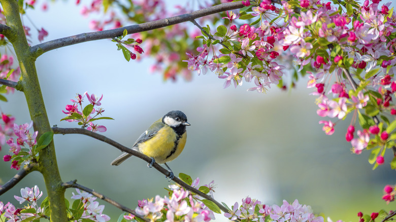 10 Simple Hacks To Get Birds To Flock To Your Yard