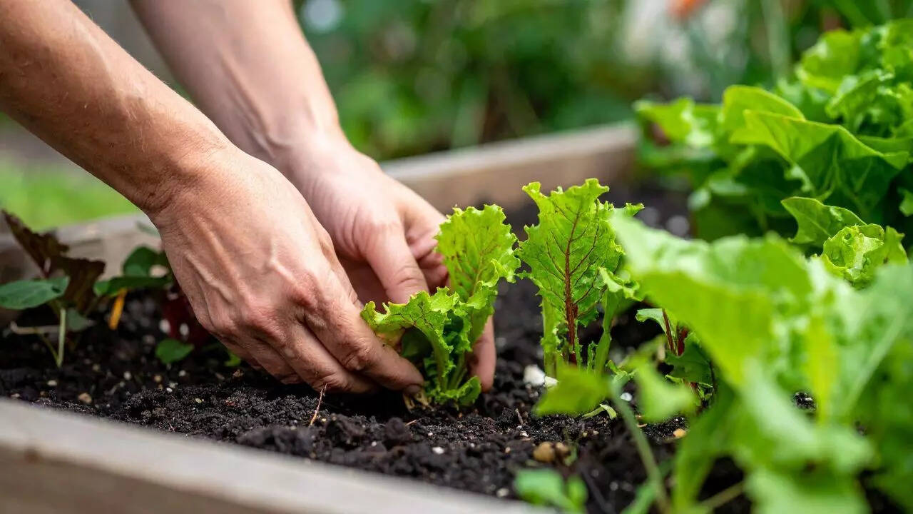 Grow 6 winter salad greens at home: Easy tips to harvest fresh and ...