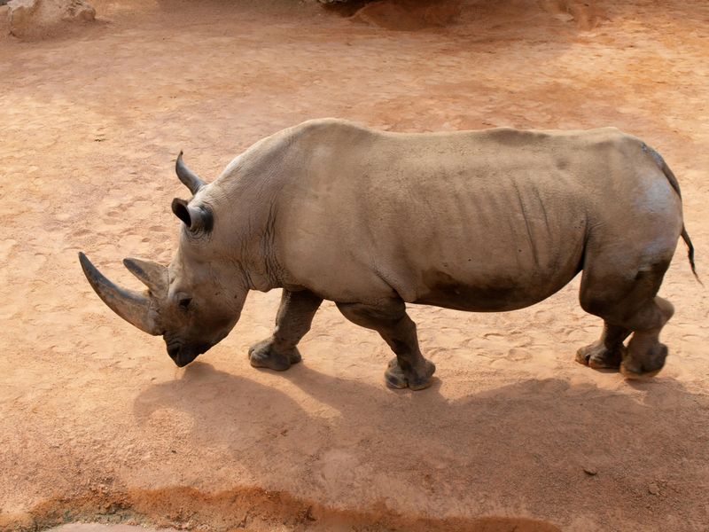 13 Animals With The Toughest Skin