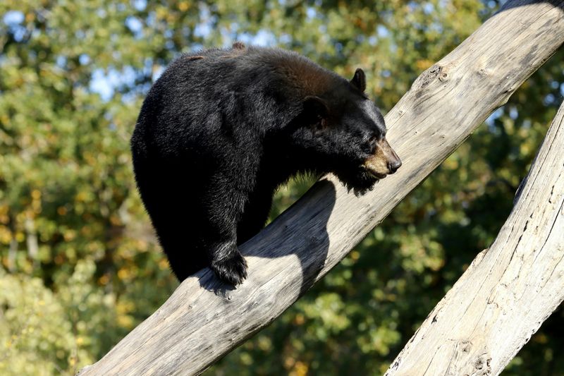 7 Animals Found In Whistler’s Backcountry You Should Never Approach