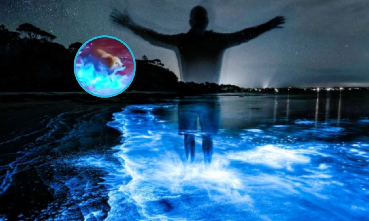 Perrito se mete al mar y sale del agua “teñido” de color azul ...