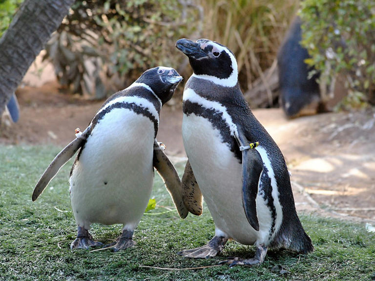 Penguins Enjoying Stroll Around Florida Aquarium Are Like a Group of ...