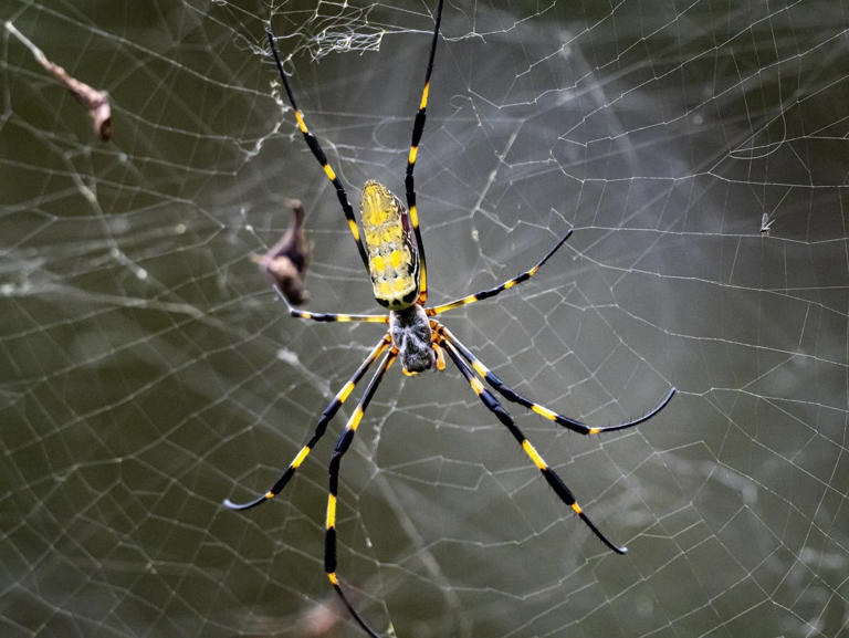 Giant Joro Spider In MD: Professor Urging Residents To Report Sightings