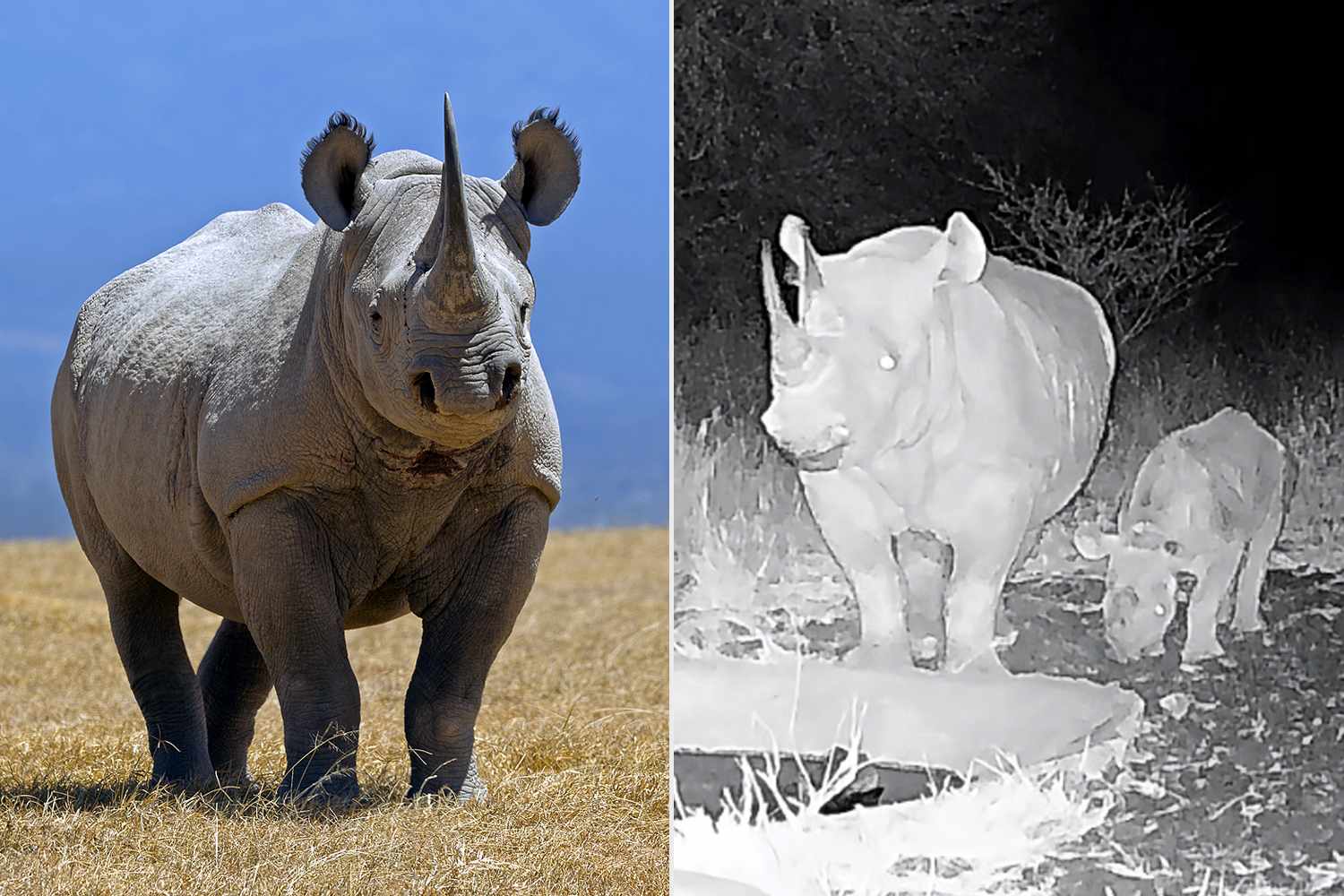 Experts Confirm Wild Birth of Critically Endangered Black Rhino, a ...