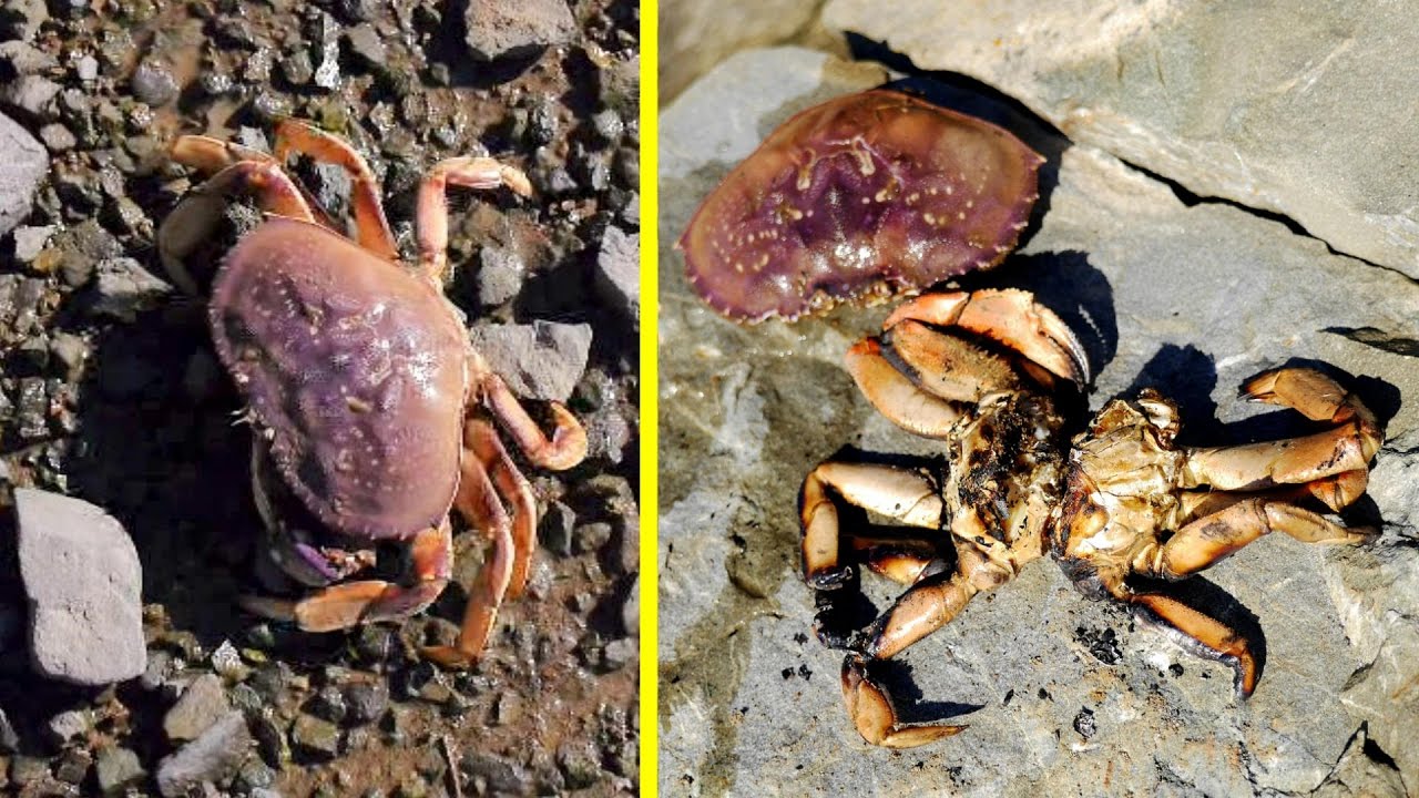 Dungeness Crab Catch and Cook, on Shore, over FIRE!!!