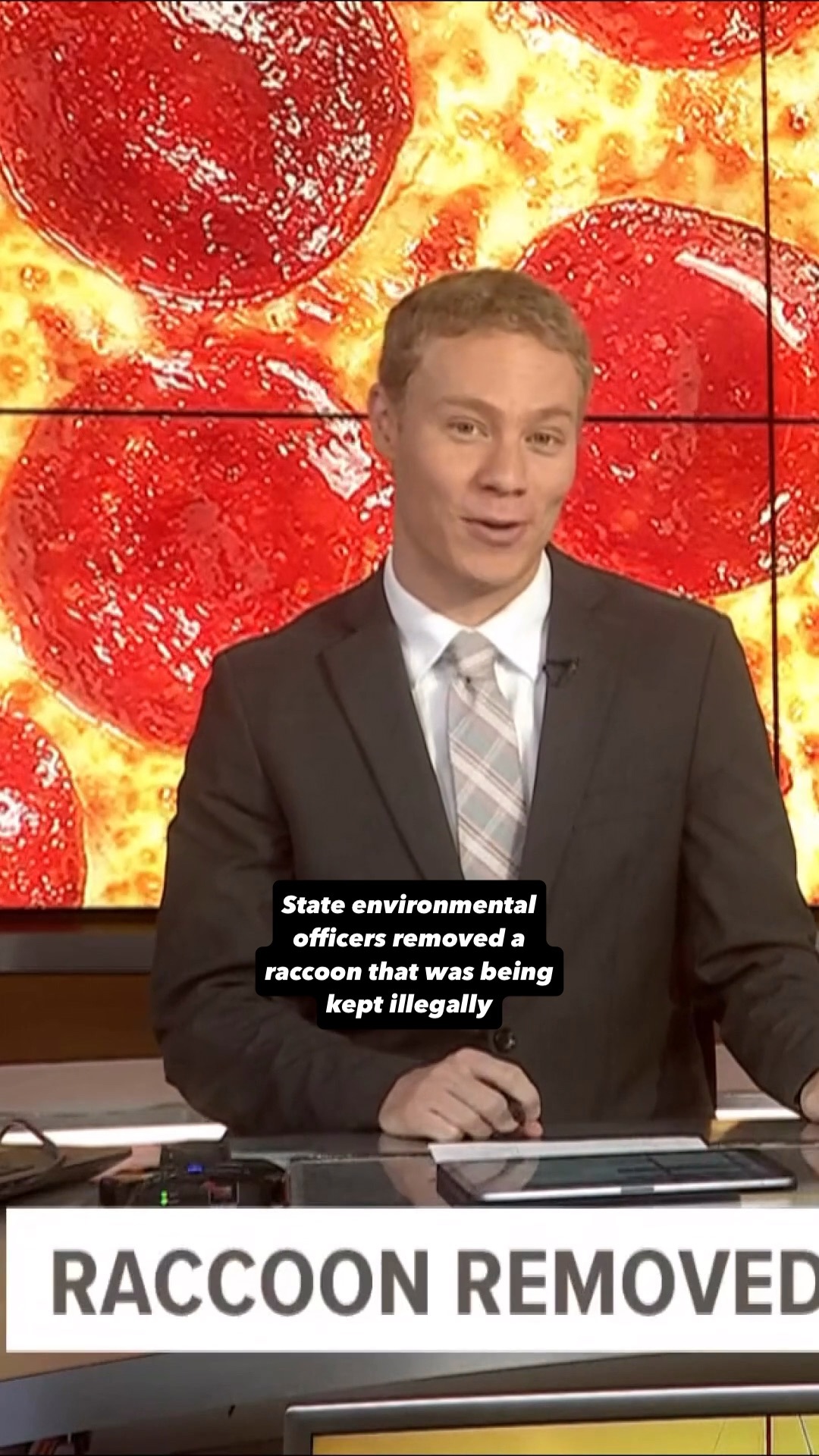 Pet raccoon seized from pizza restaurant