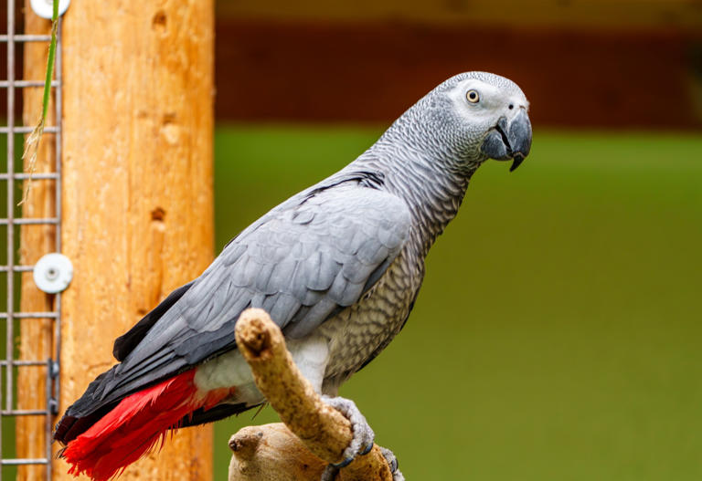 The Parrot That Repeated A Murder Victim’s Last Words