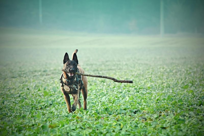 Dog Breeds That Were Never Meant To Be House Pets