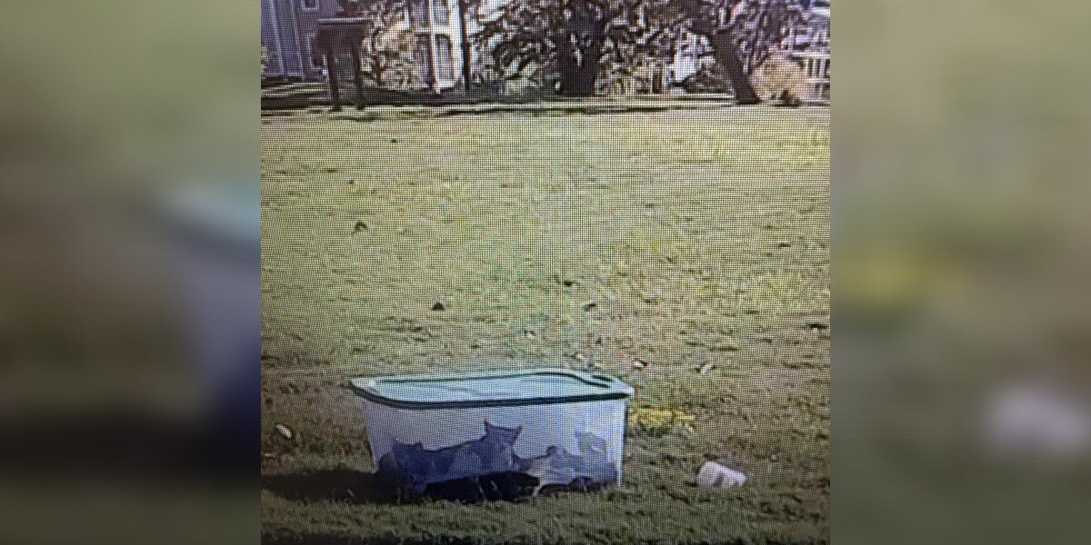 'Special' Mama Cat Refused To Leave Her Babies Trapped In A Plastic Box ...