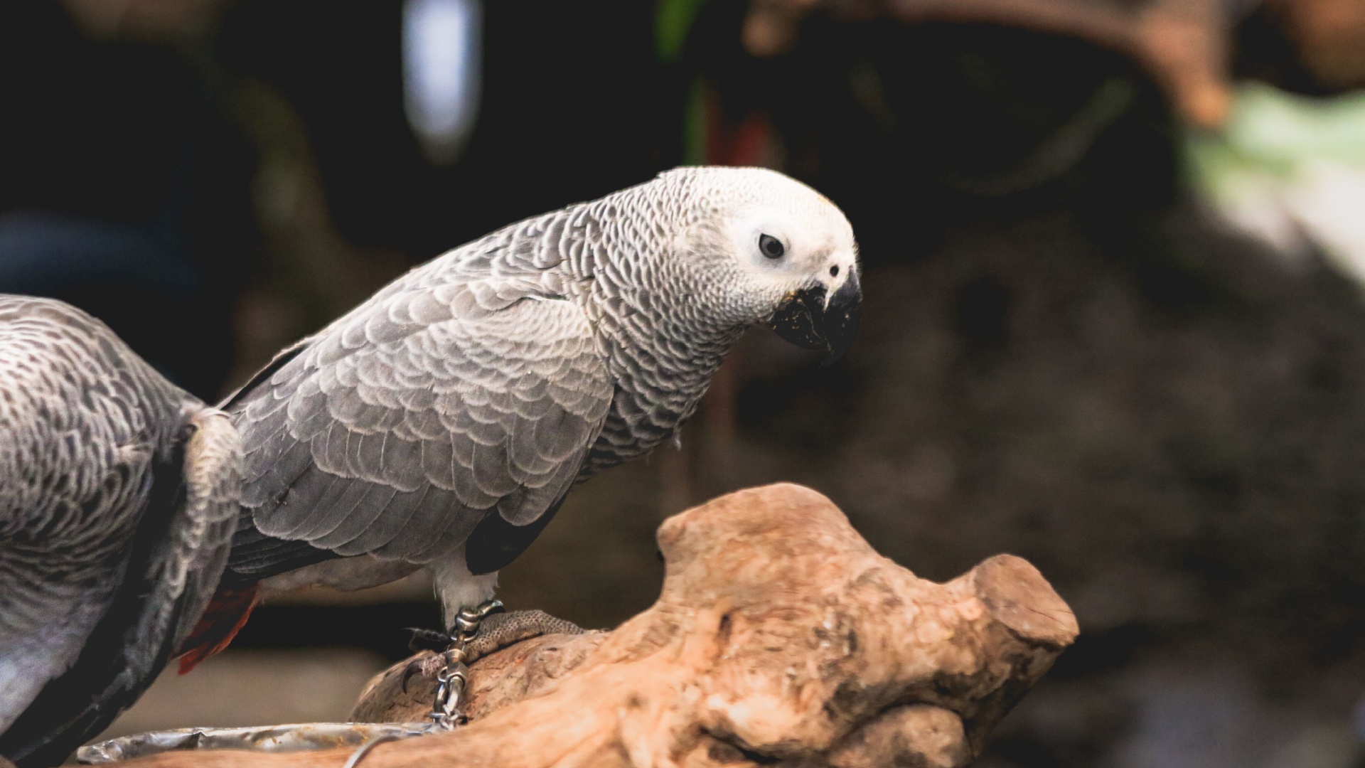 The Parrot That Repeated A Murder Victim’s Last Words
