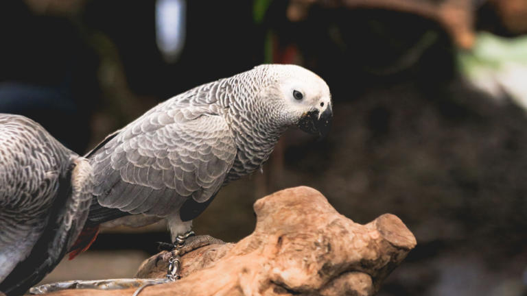 The Parrot That Repeated A Murder Victim’s Last Words