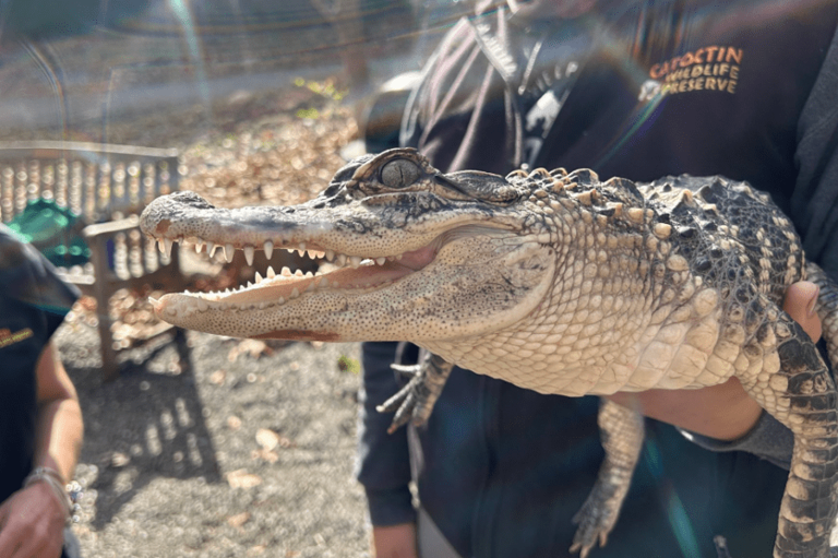 Pet alligator from Prince George’s County finds a new home in Thurmont