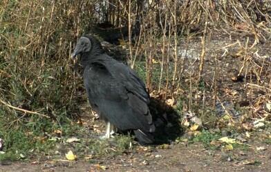 Bird flu kills black vultures at Colonial Heights park