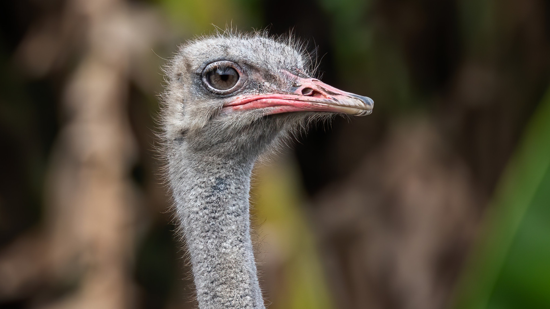 Popular animal myths that you probably still believe