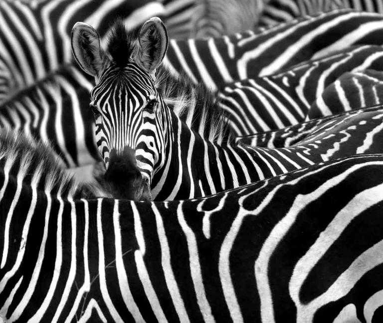 How Animals Get Their Spots