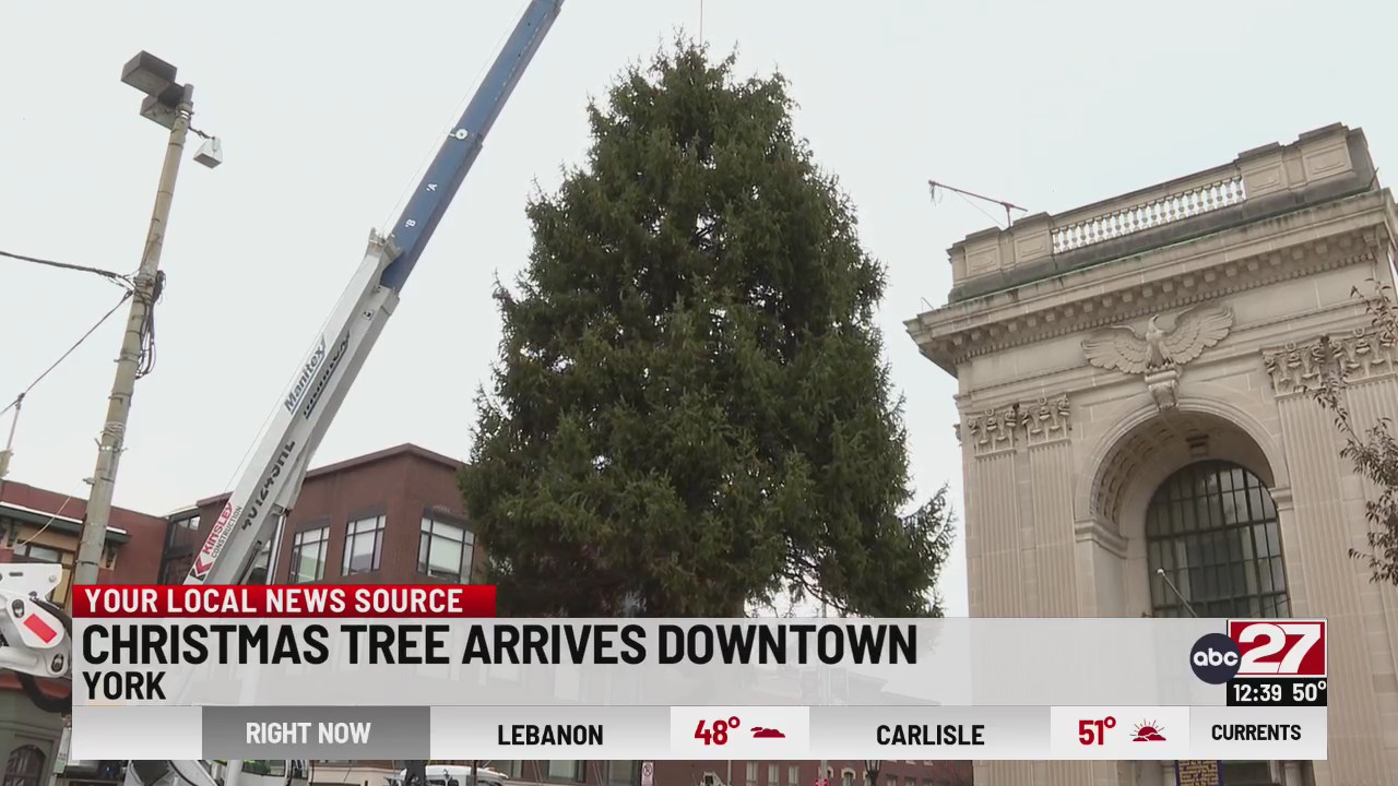 Christmas tree arrives in downtown York