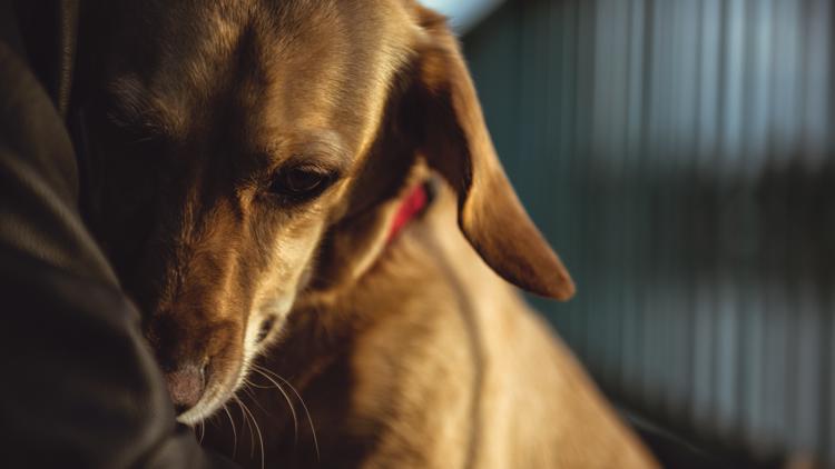 Grief, guilt and love: What Texas A&M researchers learned from ...