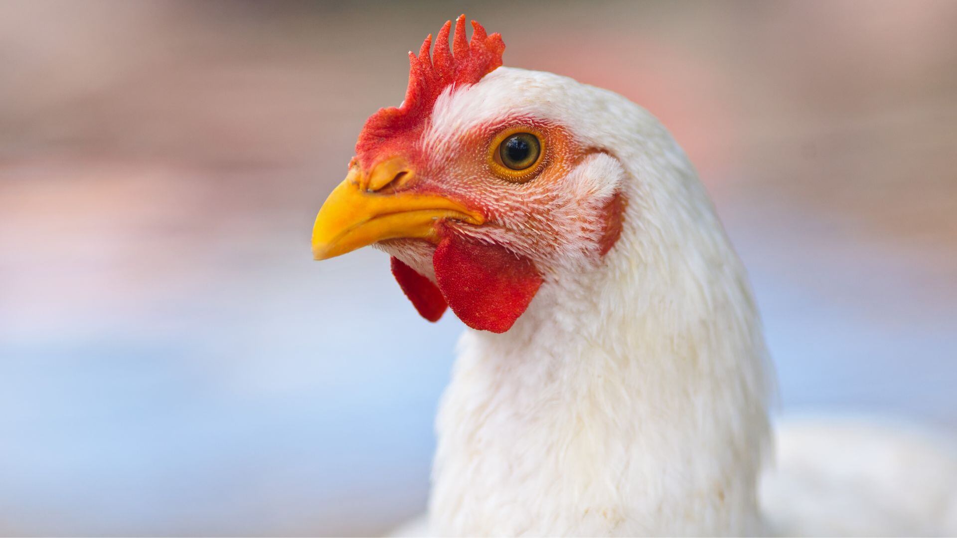 6 animals found dead in N.J. house where man hoarded more than 100 ...