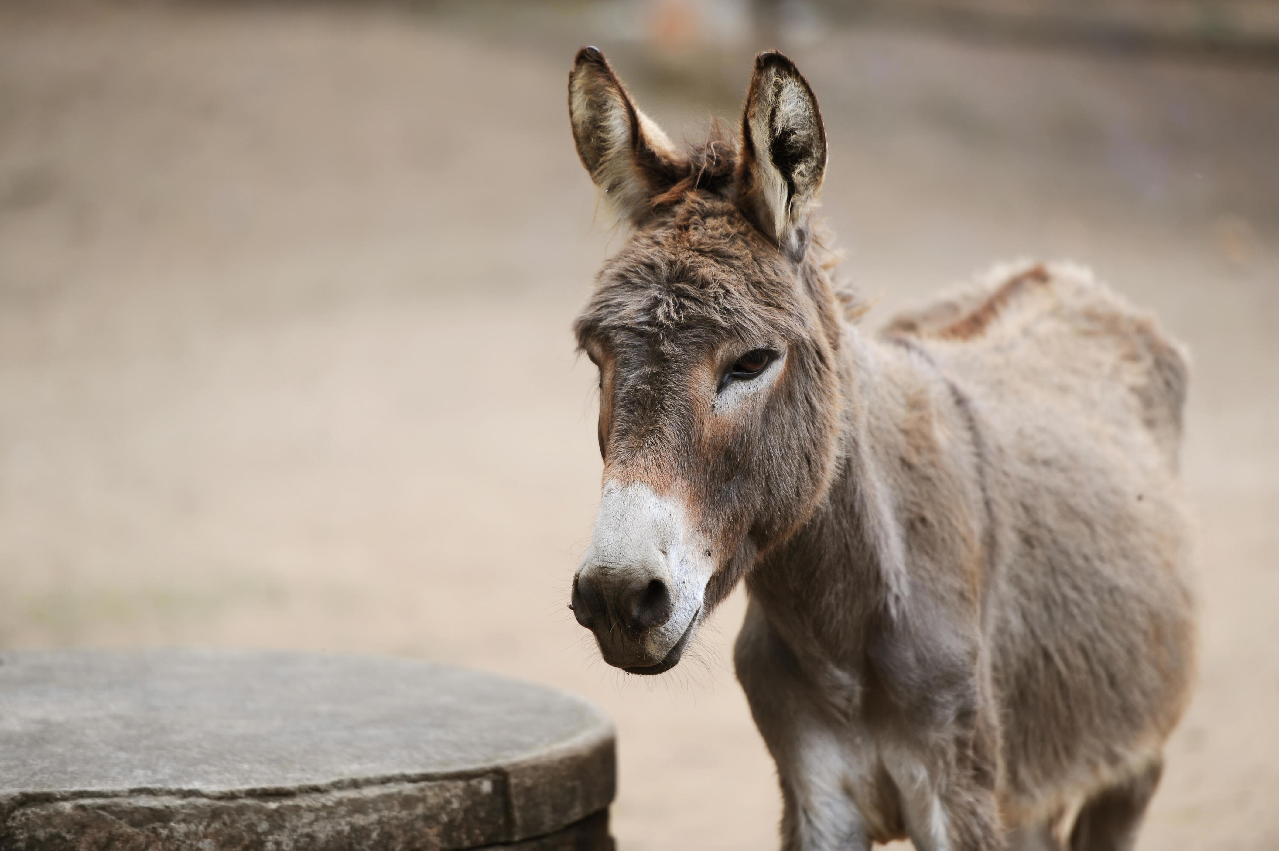 Inland Empire Wild Donkeys Threatened by Development