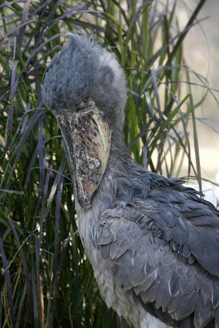 7 things to know about shoebill birds