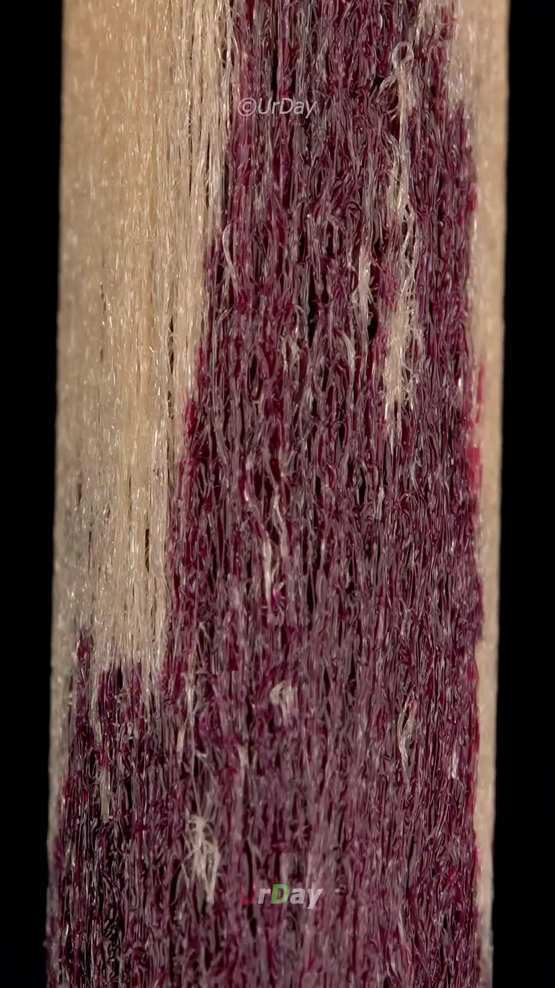 How Reed Diffuser work up close #urday @macro #closeup #satisfying