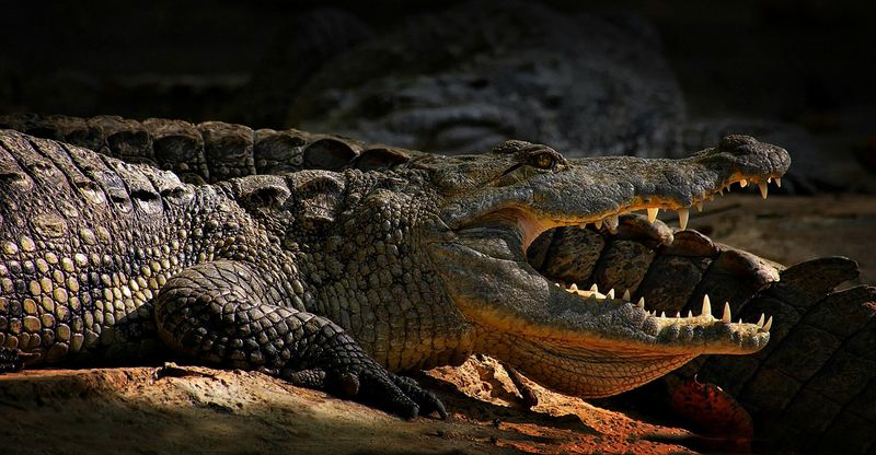 13 Animals With The Toughest Skin