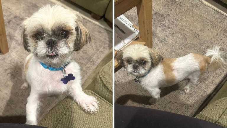 Small But Mighty: Meet the 12lb Pup Who's a "Bundle of Joy" Looking For Love