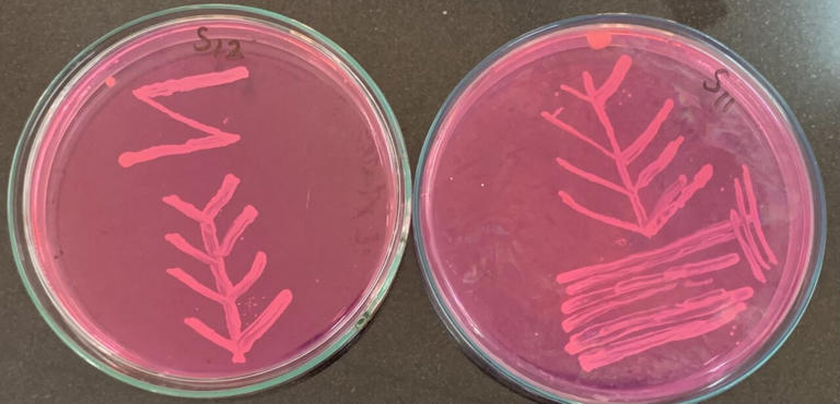 High rates of antibiotic-resistant bacteria found in raw milk