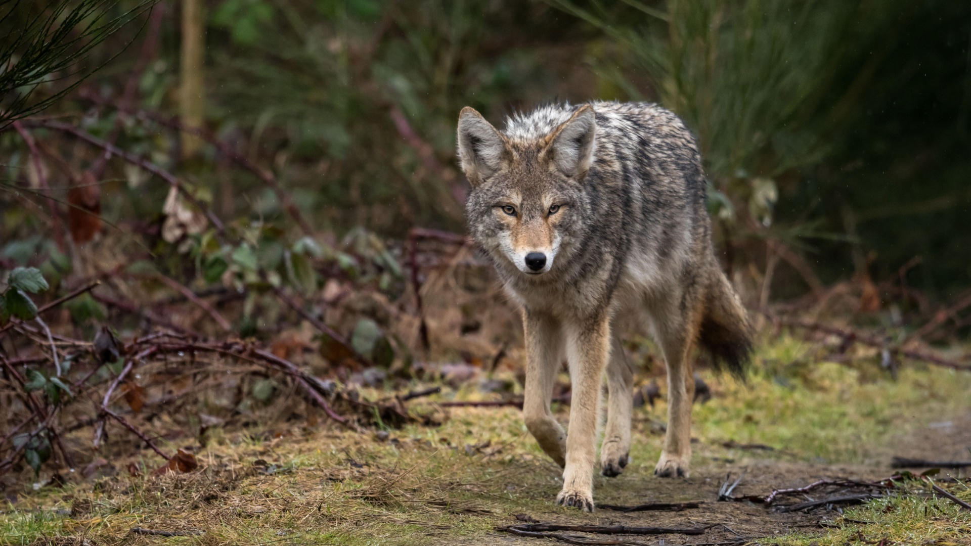 7 Animals Found In Whistler’s Backcountry You Should Never Approach