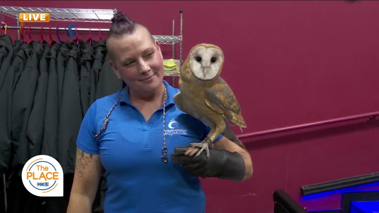 Meet Juniper the Barn Owl
