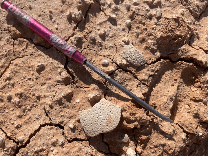 Scientists Just Unlocked a Secret in Fossilized Dinosaur Eggshells That ...