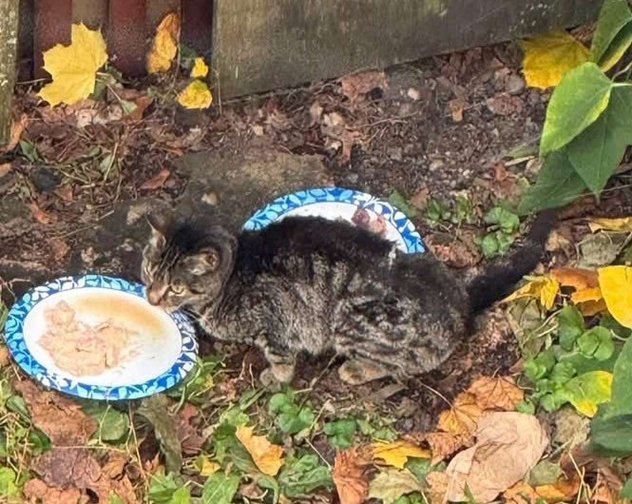Cat found with zip tie around stomach captured in Waterbury, animal ...