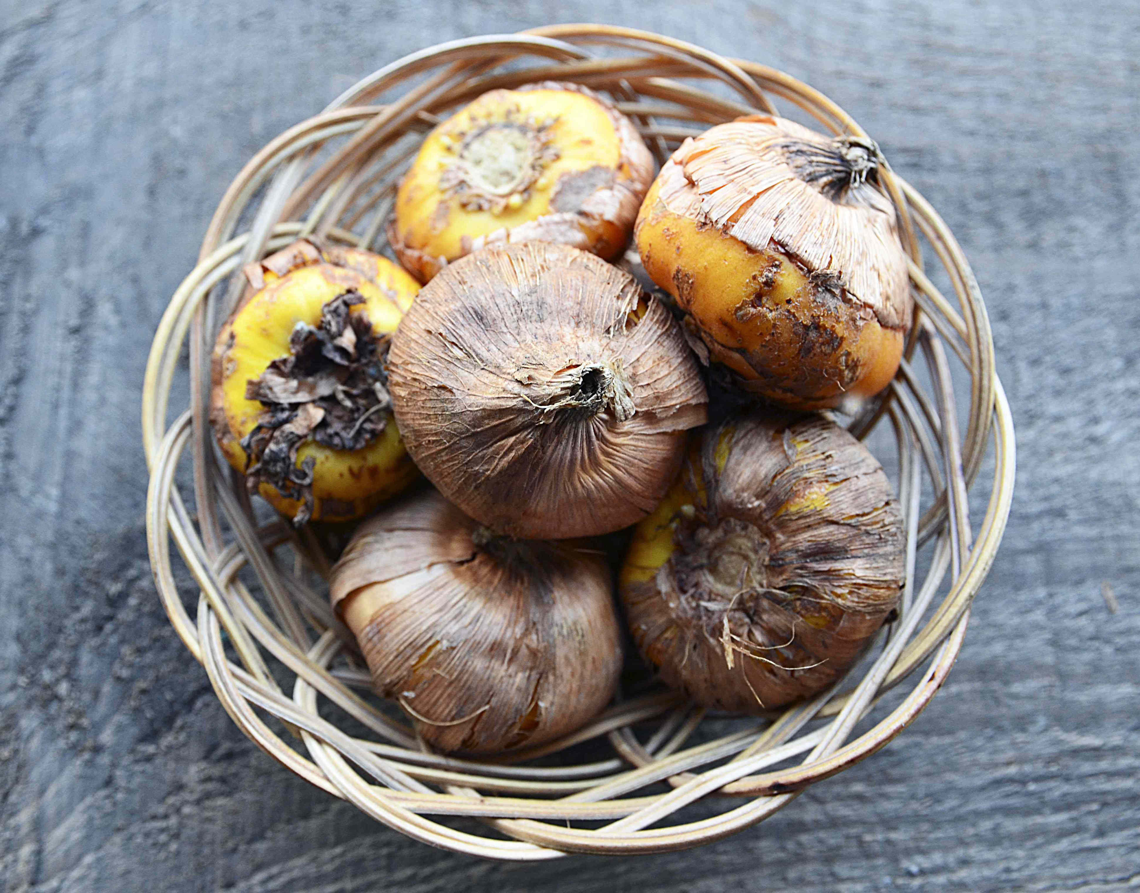 How to Store Bulbs Now So They Bloom Better Than Ever Next Spring