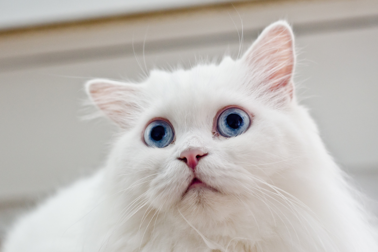 8 Reasons Why Cats Stare Into Space Like They See Ghosts