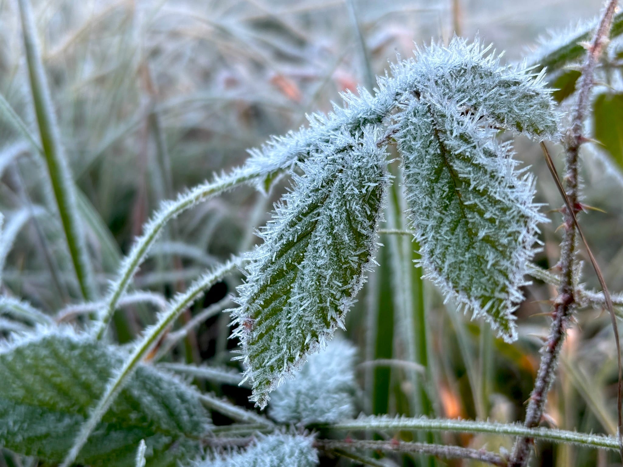 Freeze warning issued for Mississippi Monday night into Tuesday