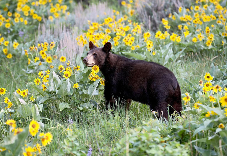 What You Should Do If You See A Black Bear In British Columbia