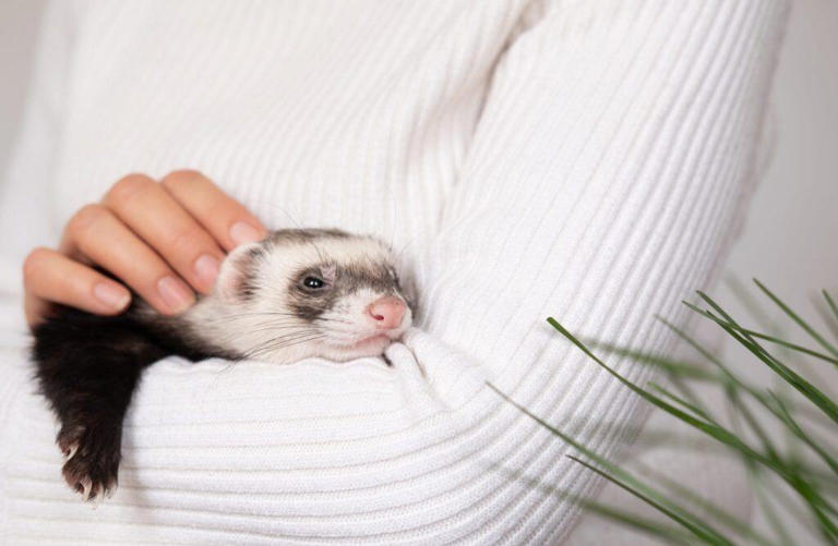 Are Ferrets Good Pets for Kids? Experts Weigh In