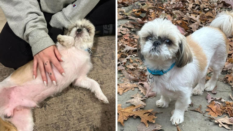 Small But Mighty: Meet the 12lb Pup Who's a "Bundle of Joy" Looking For ...